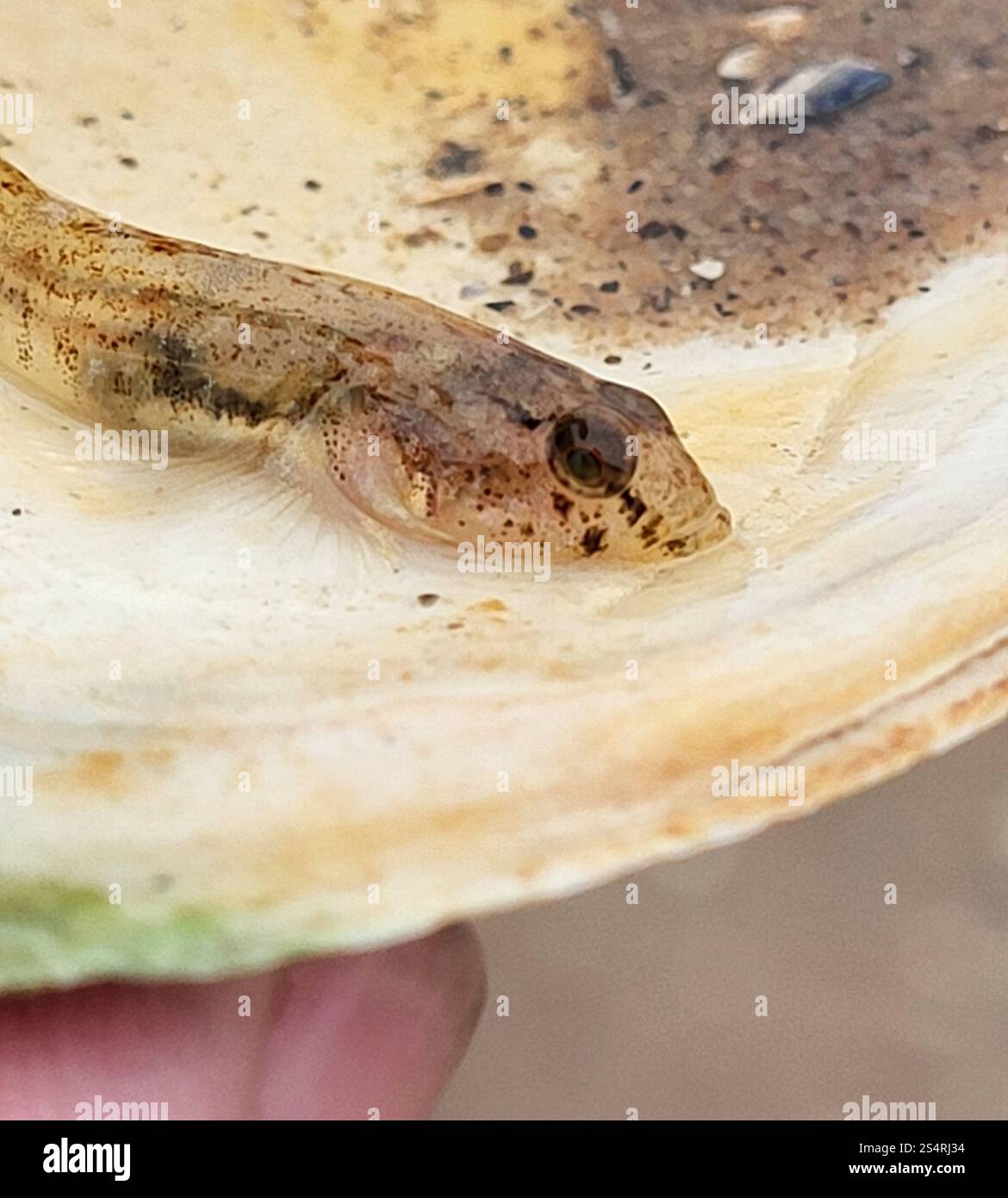 Common Goby (Pomatoschistus microps Stock Photo - Alamy