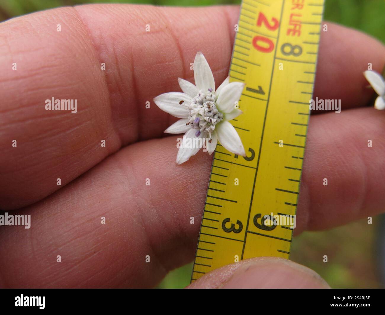 Fivefive Ministar (Alepidea peduncularis Stock Photo - Alamy