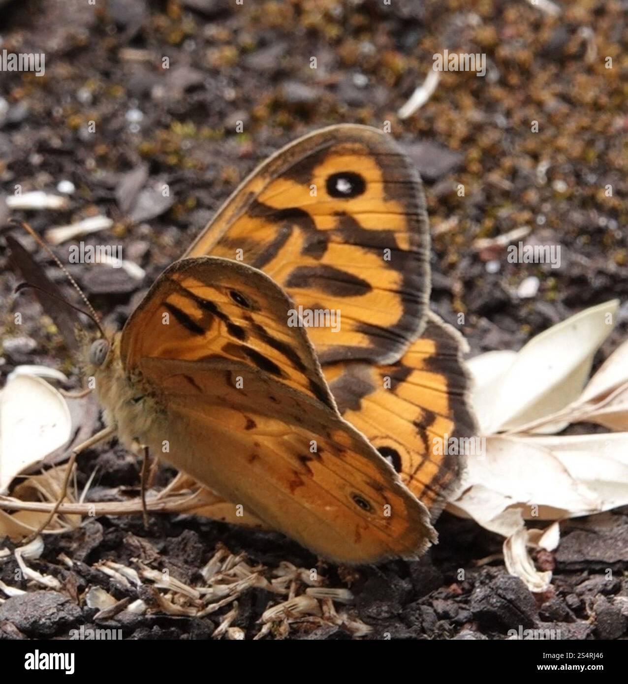 Common Brown (Heteronympha merope Stock Photo - Alamy