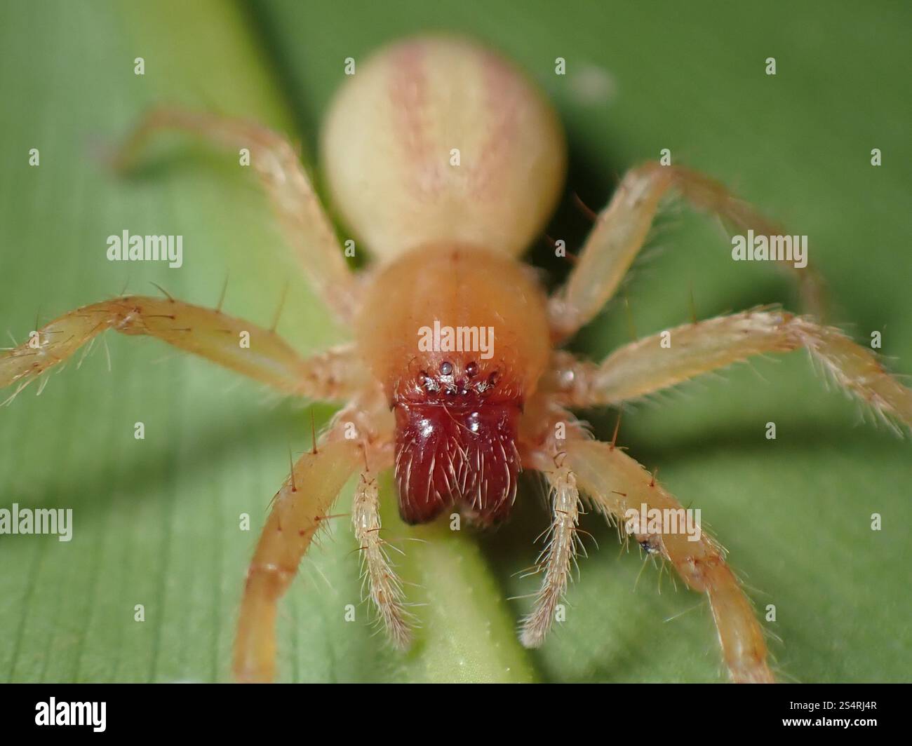 Long-legged Sac Spiders (Cheiracanthiidae Stock Photo - Alamy