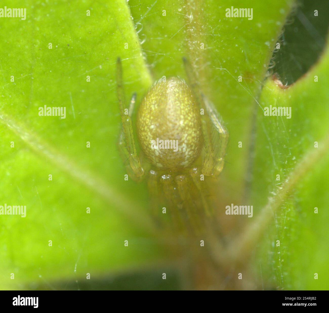 Typical Spiders (Araneomorphae Stock Photo - Alamy