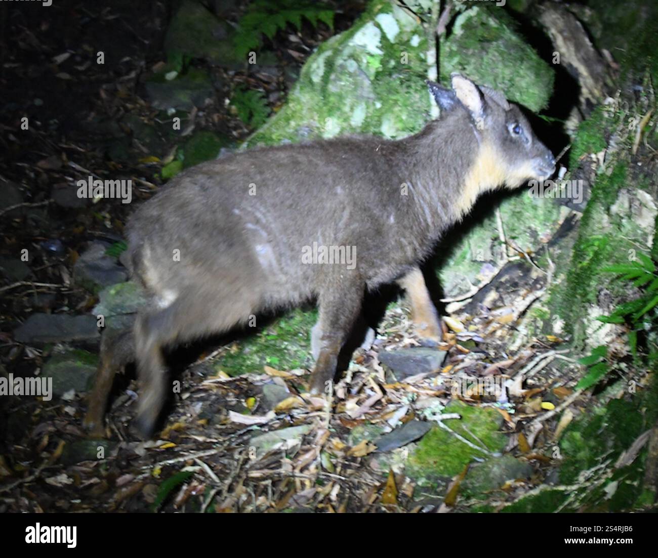 Taiwan Serow (Capricornis swinhoei Stock Photo - Alamy