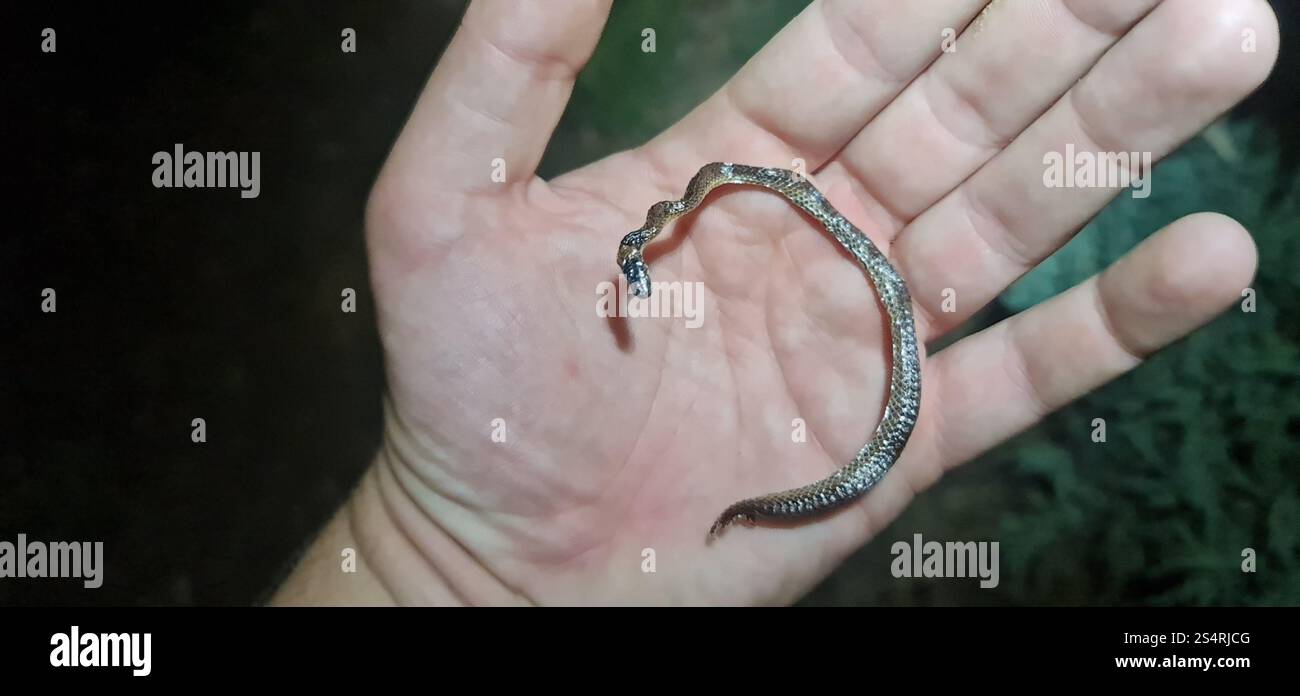 Red-naped Snake (Furina diadema Stock Photo - Alamy
