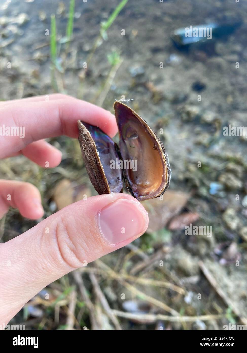 Florida Spike (Elliptio jayensis Stock Photo - Alamy