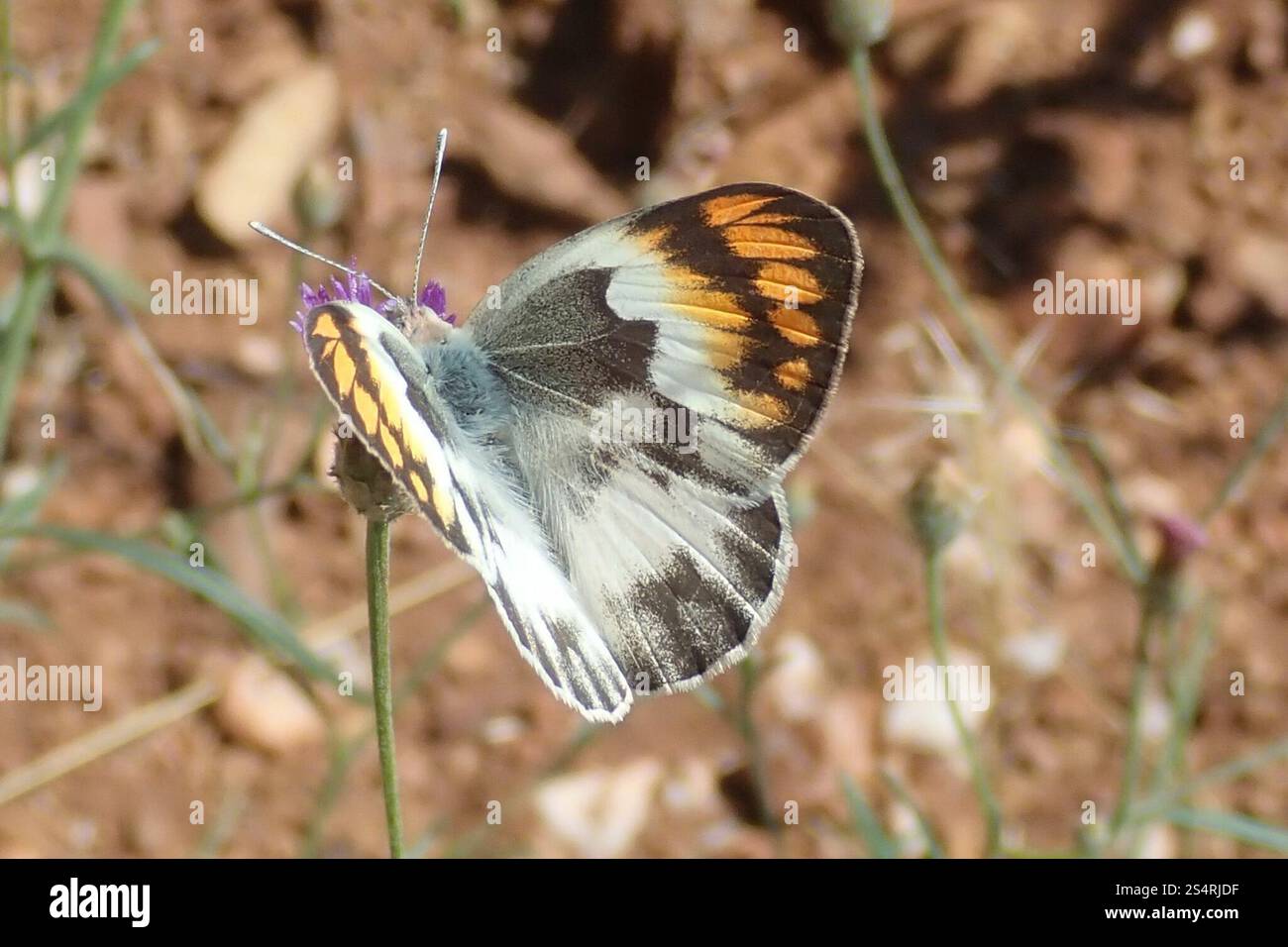 Common Orange Tip (Colotis evenina Stock Photo - Alamy