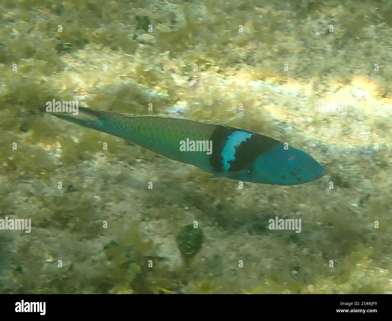 Caribbean Bluehead Wrasse (Thalassoma bifasciatum Stock Photo - Alamy