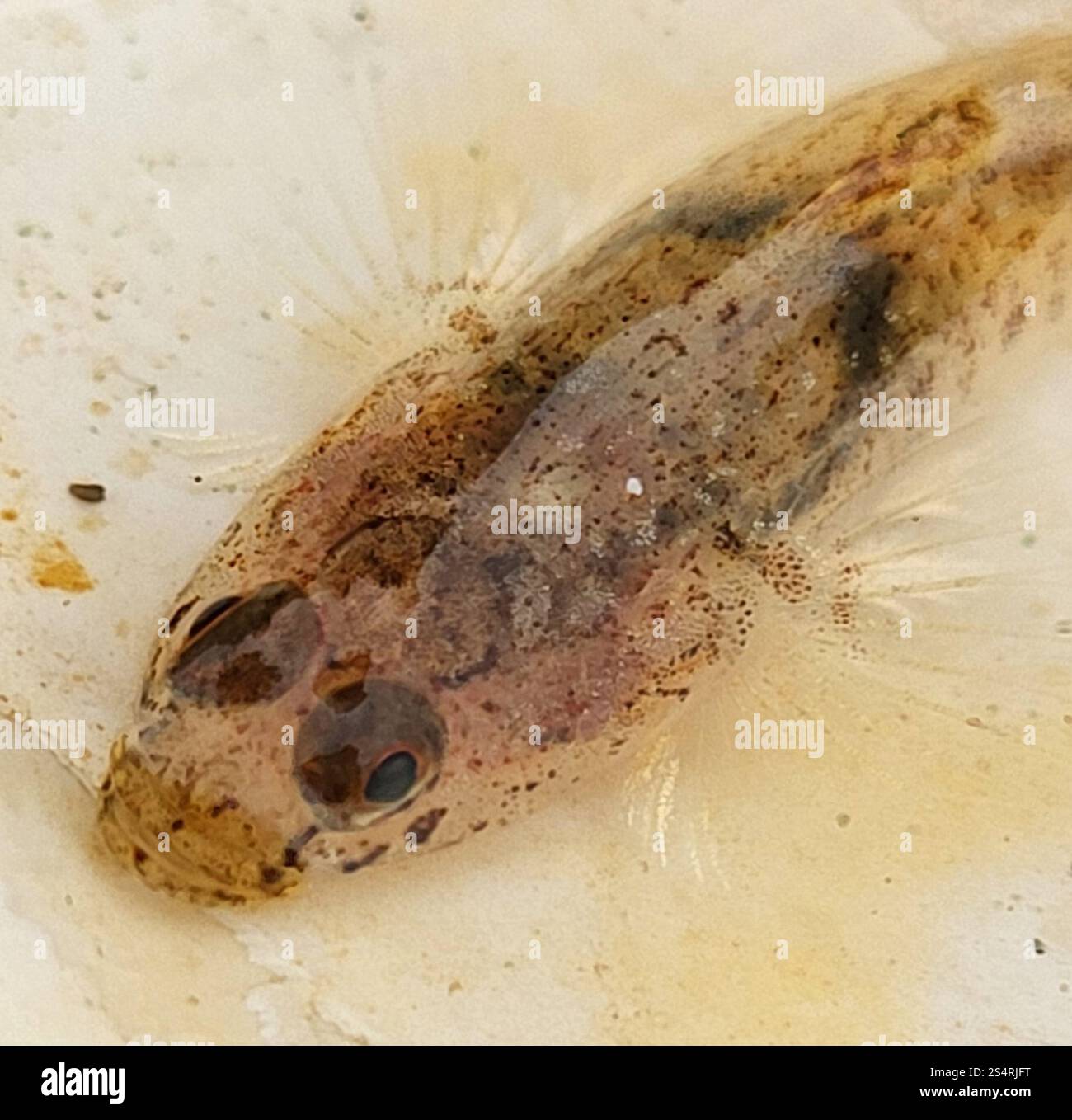 Common Goby (Pomatoschistus microps Stock Photo - Alamy