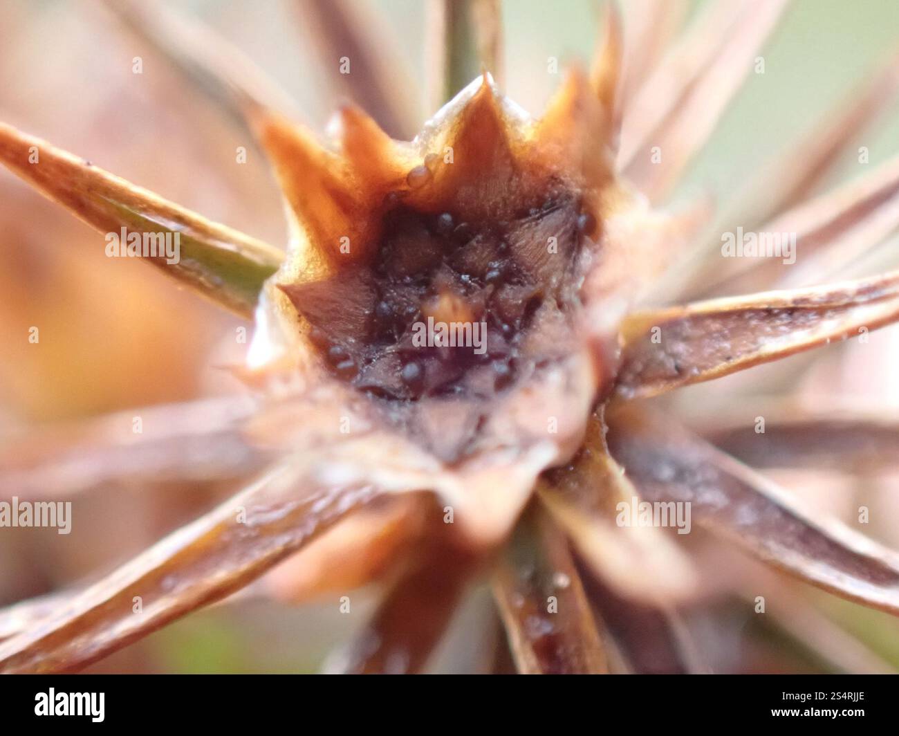 Ascomycete Fungi (Ascomycota Stock Photo - Alamy