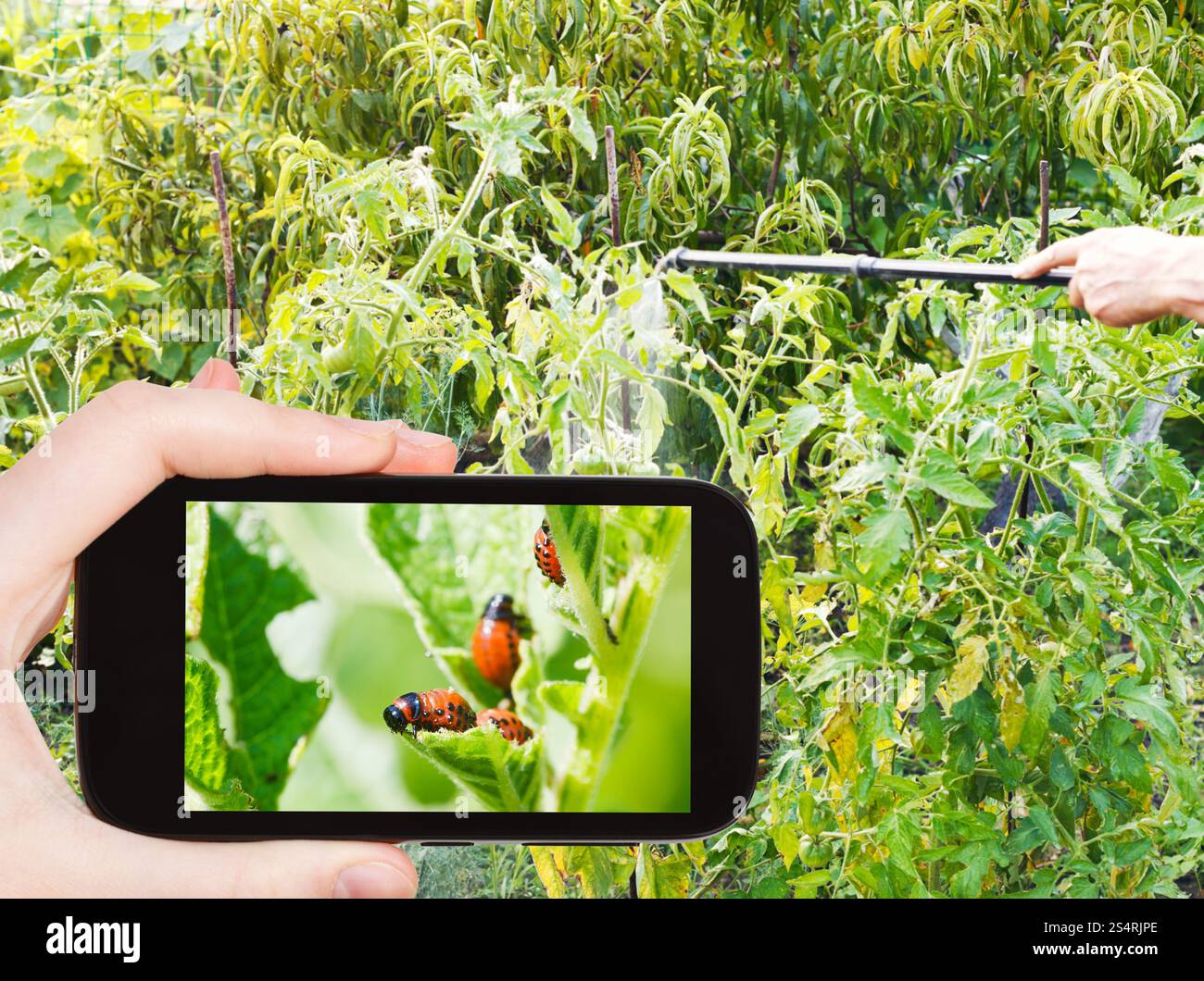 garden concept - man taking photo of spraying of insecticide on ...