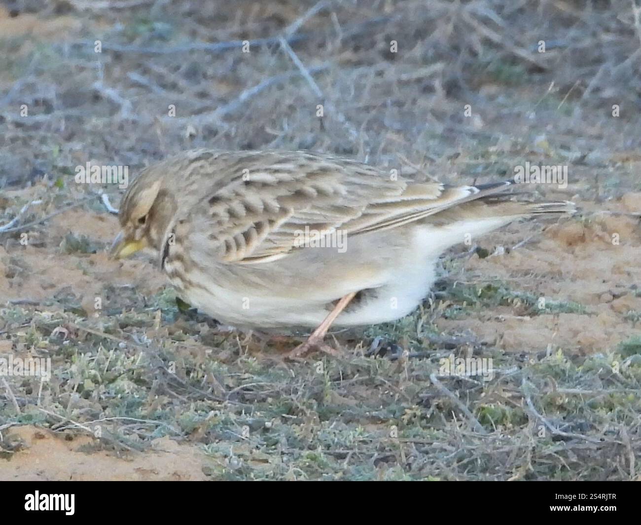 Calandra Lark (Melanocorypha calandra Stock Photo - Alamy