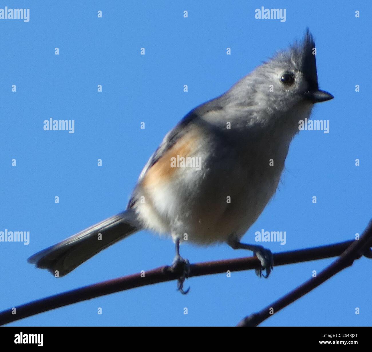 Tufted Titmouse (Baeolophus bicolor Stock Photo - Alamy