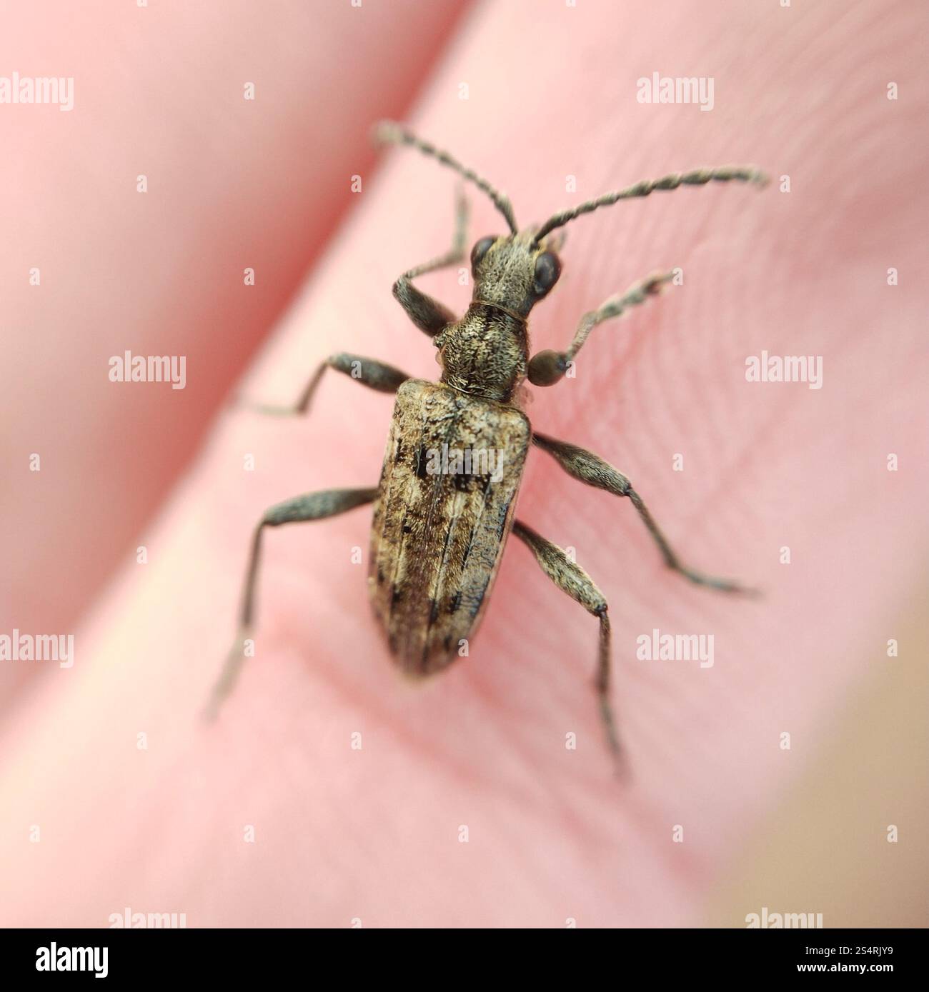Ribbed Pine Borer (Rhagium inquisitor Stock Photo - Alamy