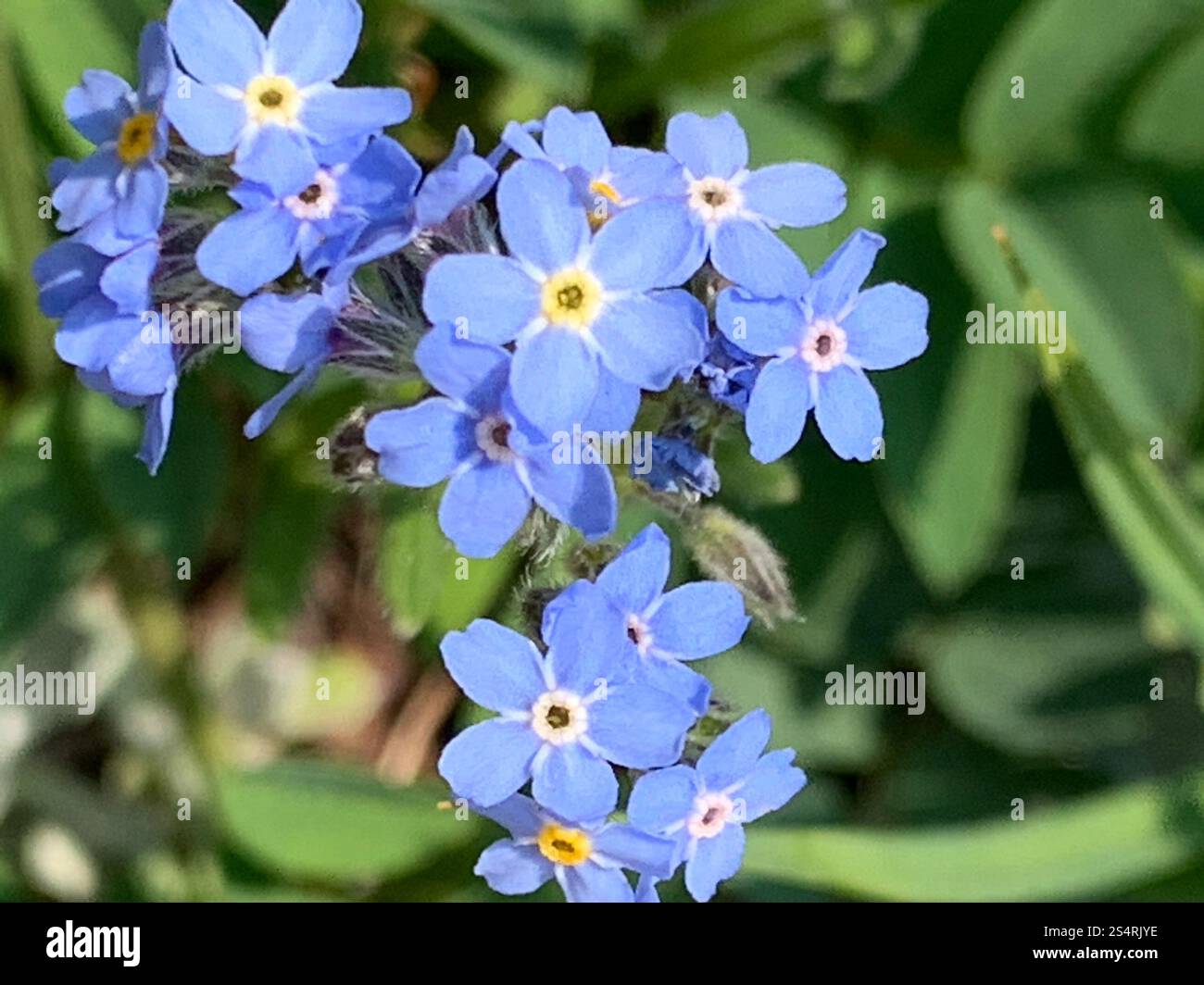 mountain forget-me-not (Myosotis asiatica Stock Photo - Alamy