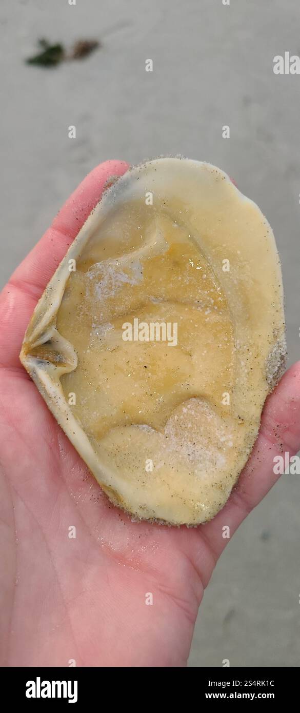 Southern Tuatua (Paphies donacina Stock Photo - Alamy