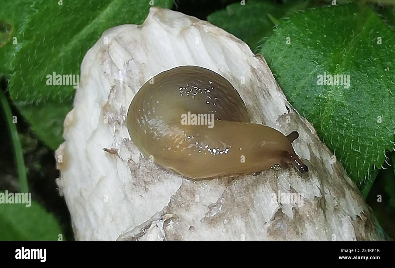 Lemon Slug (Malacolimax tenellus Stock Photo - Alamy
