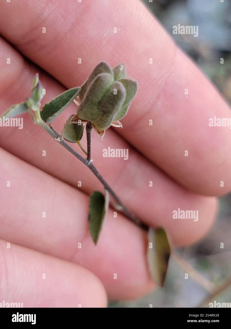 pelotazo (Abutilon incanum Stock Photo - Alamy