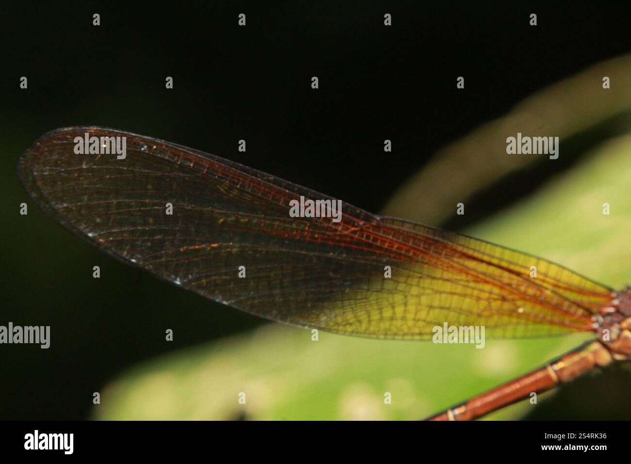 Broad-winged Damselflies (Calopterygidae Stock Photo - Alamy