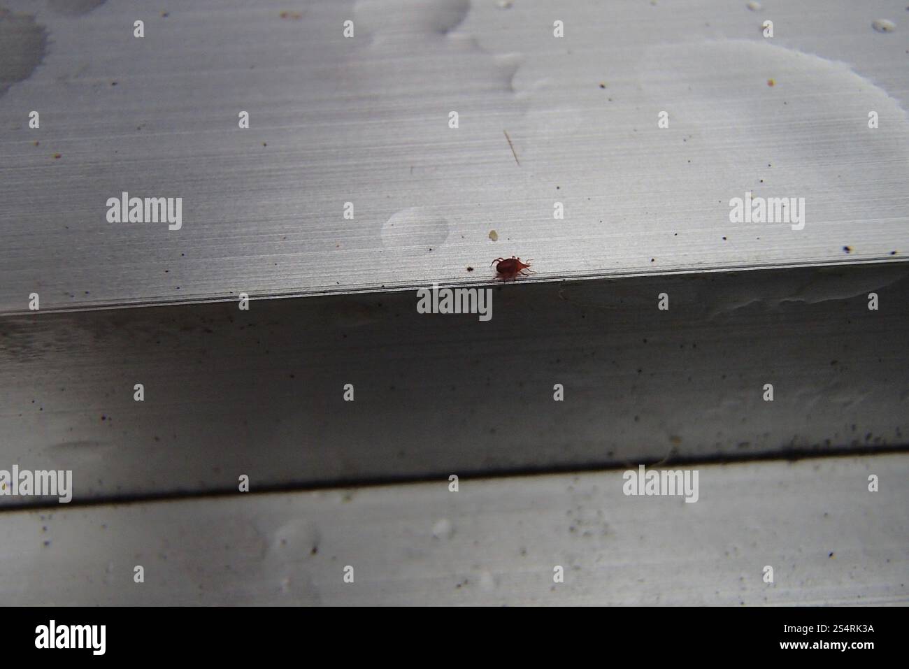 Snout Mites (Bdellidae Stock Photo - Alamy