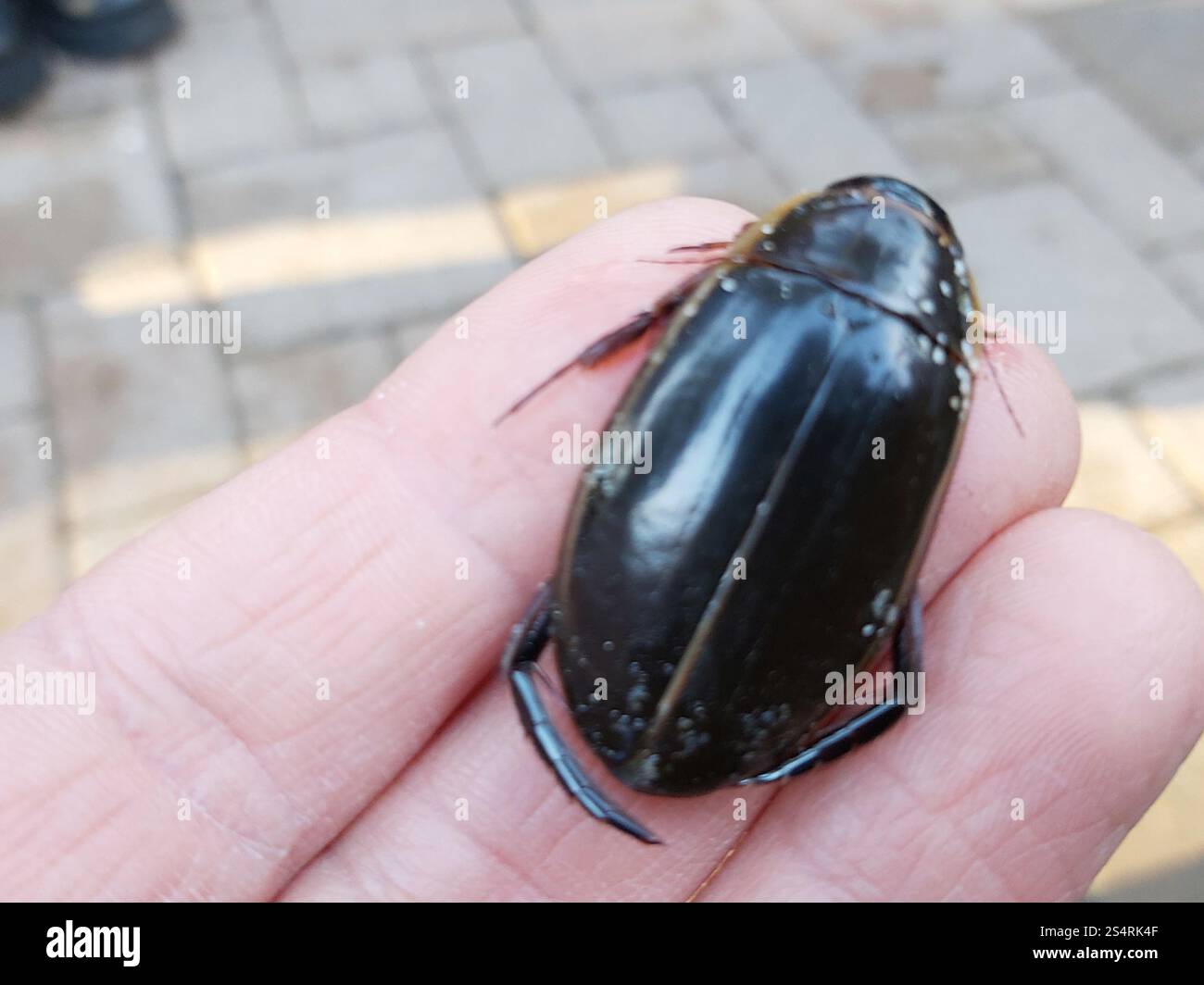 King Diving-beetle (Dytiscus dimidiatus Stock Photo - Alamy
