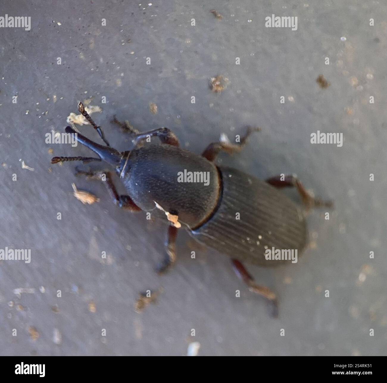 Scyphophorus acupunctatus hi-res stock photography and images - Alamy