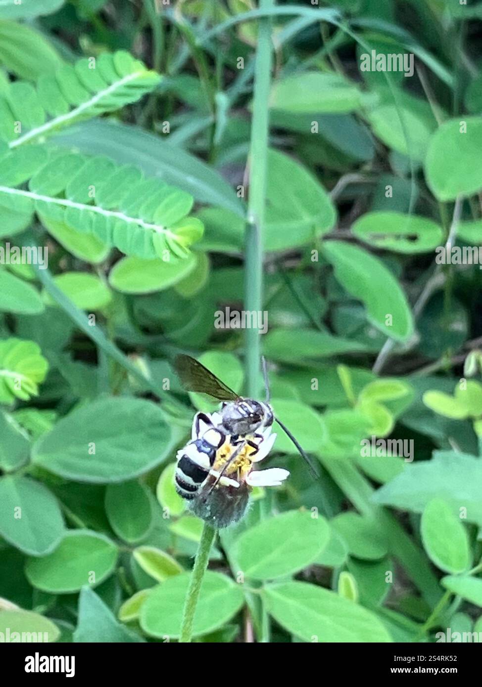Caribbean scoliid wasp (Dielis dorsata Stock Photo - Alamy