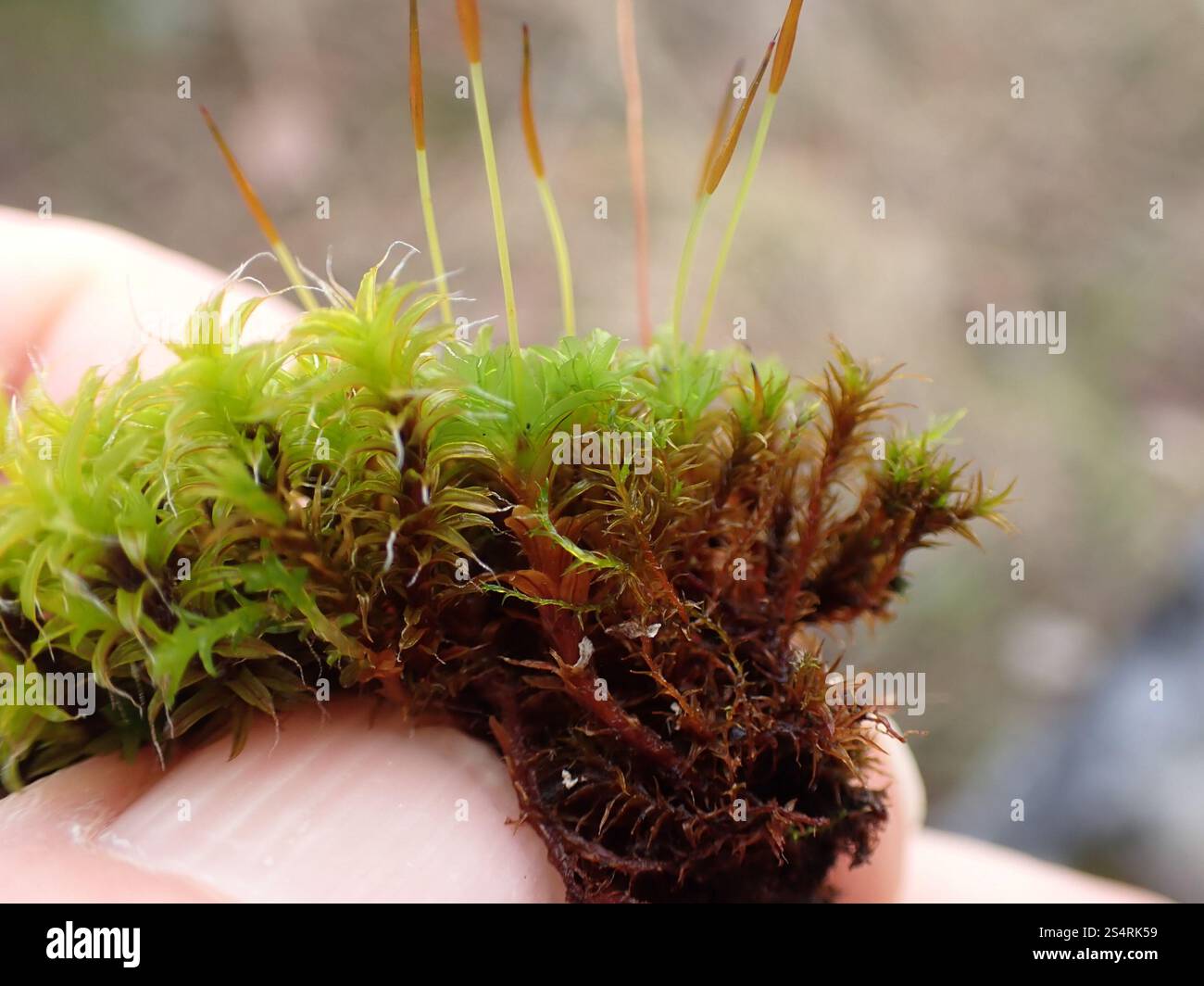 Star Moss (Syntrichia ruralis Stock Photo - Alamy