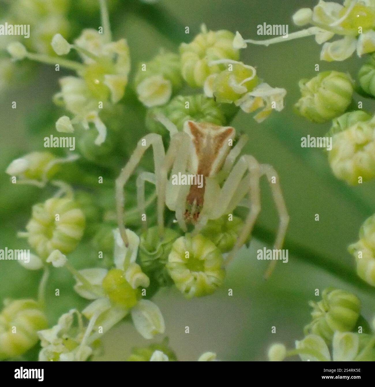 Square-ended Crab Spiders (Sidymella Stock Photo - Alamy