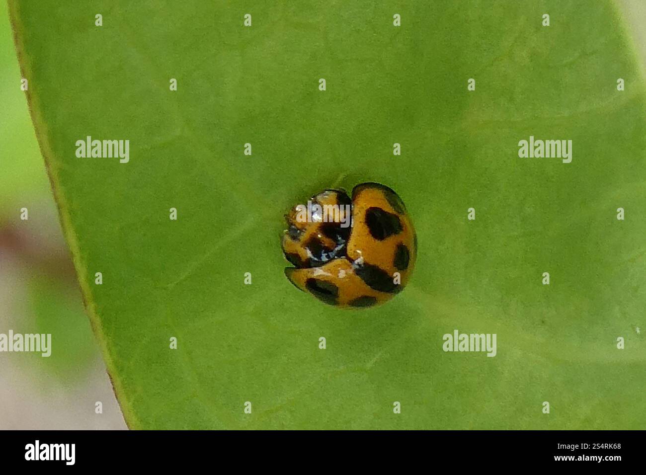Variable Ladybird Beetle (Coelophora inaequalis Stock Photo - Alamy