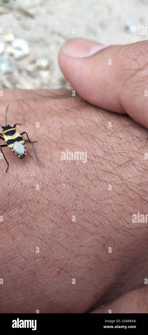 Bordered Plant Bugs (Largidae Stock Photo - Alamy