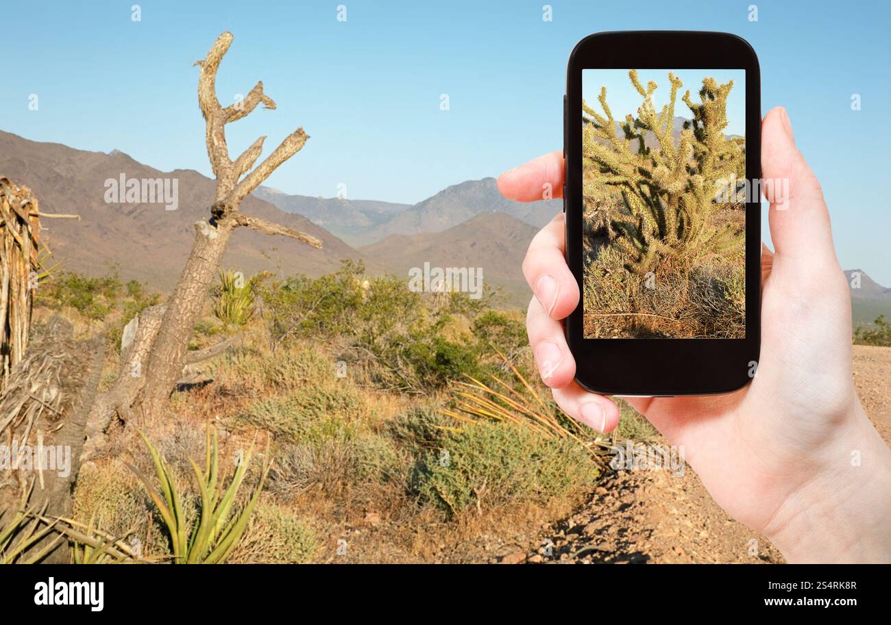 travel concept - tourist taking photo of cactus in Mojave Desert on ...