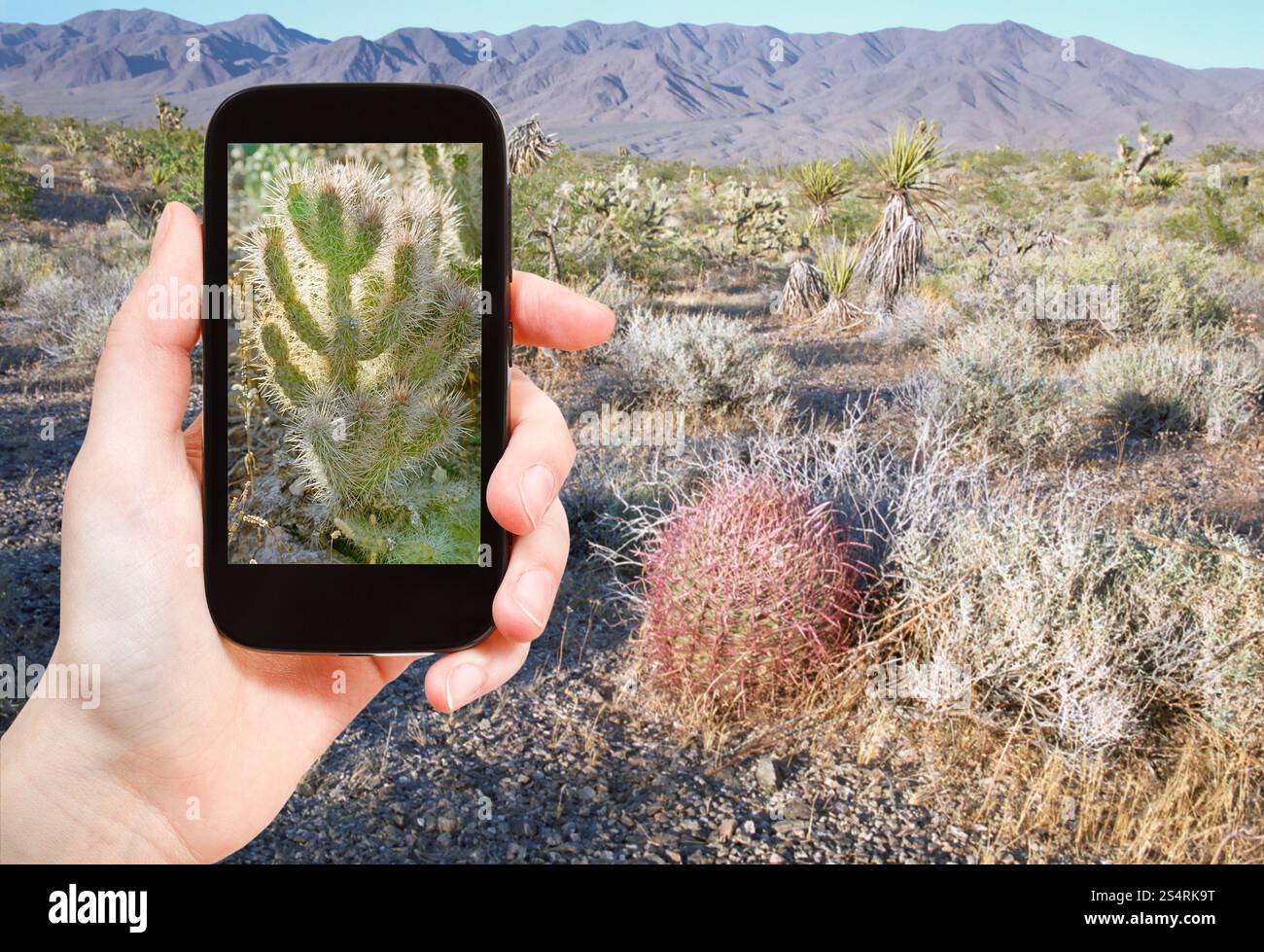 travel concept - tourist shooting photo of cactus in Mojave Desert on ...