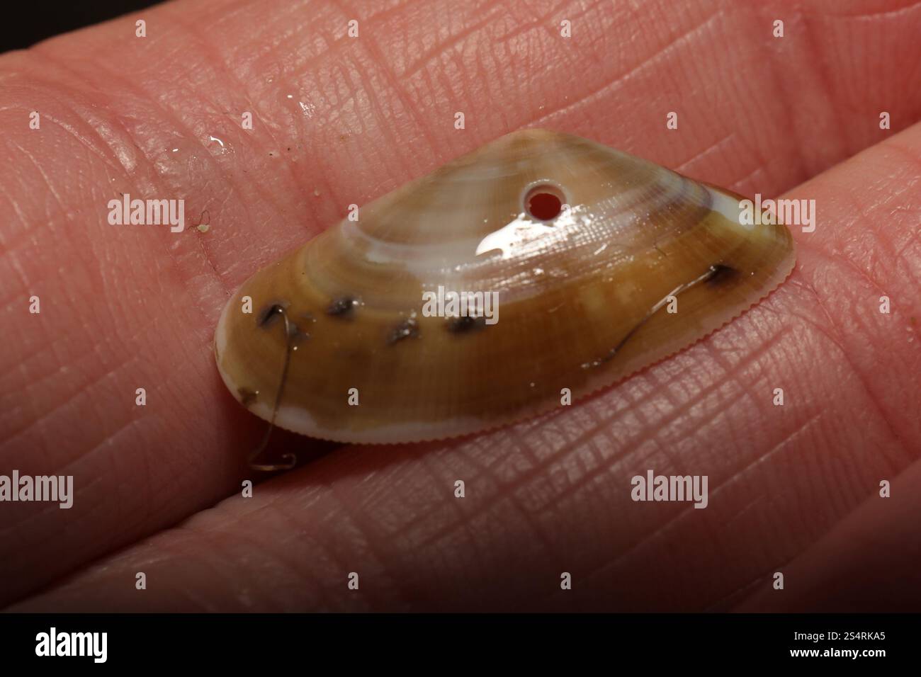 Banded wedge shell hi-res stock photography and images - Alamy
