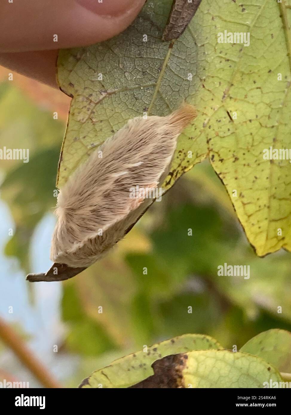 Southern Flannel Moth (Megalopyge opercularis Stock Photo - Alamy