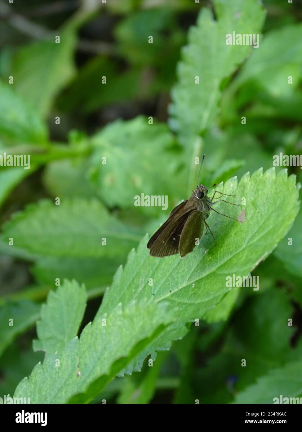Three-spotted Skipper (Cymaenes tripunctus Stock Photo - Alamy