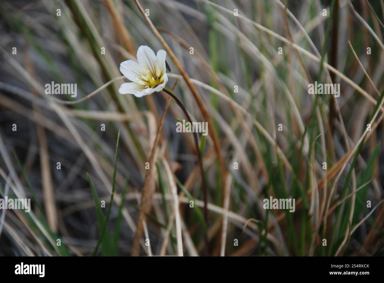 Snowdon Lily (Gagea serotina Stock Photo - Alamy