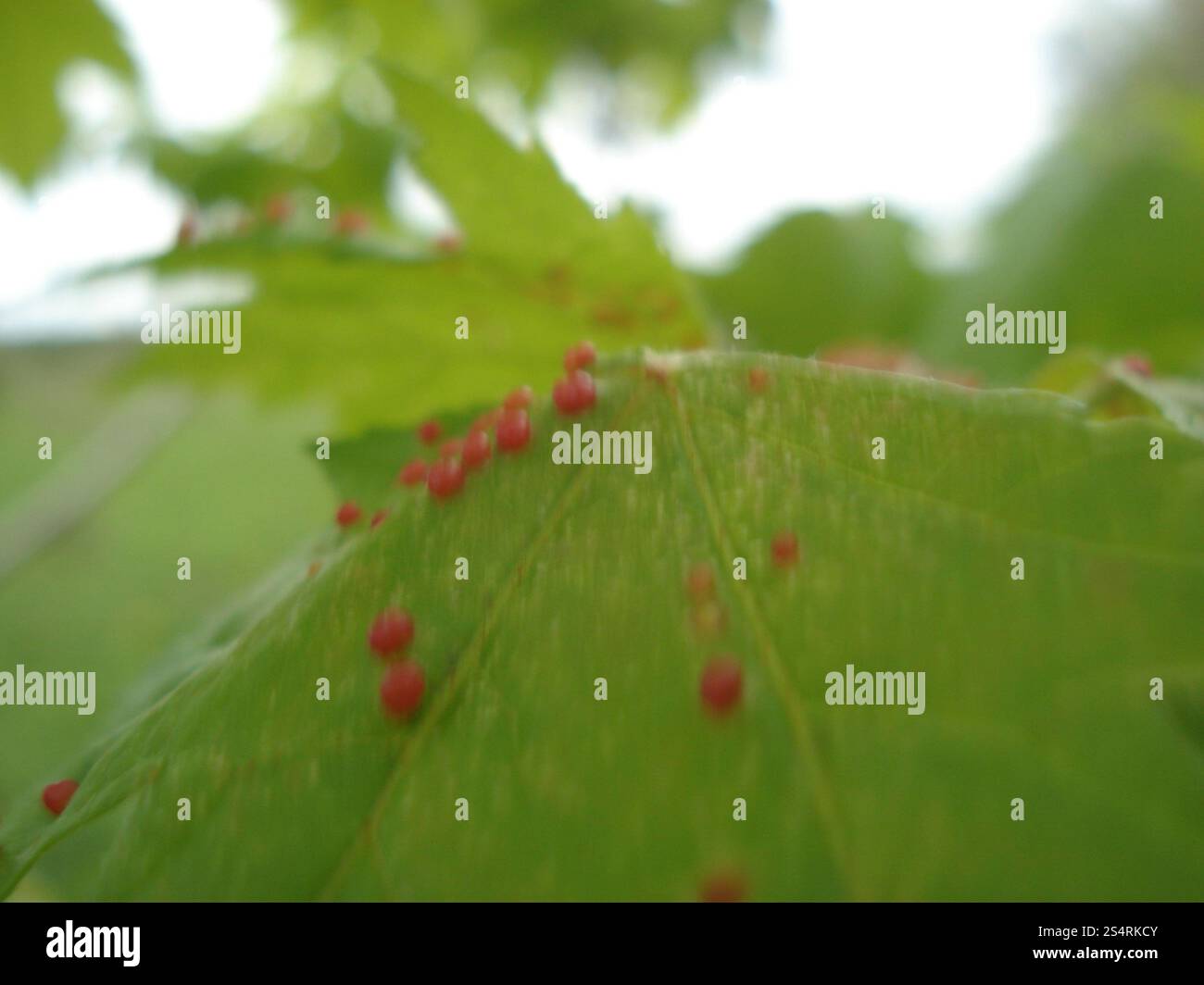 Maple Bladdergall Mite (Vasates quadripedes Stock Photo - Alamy
