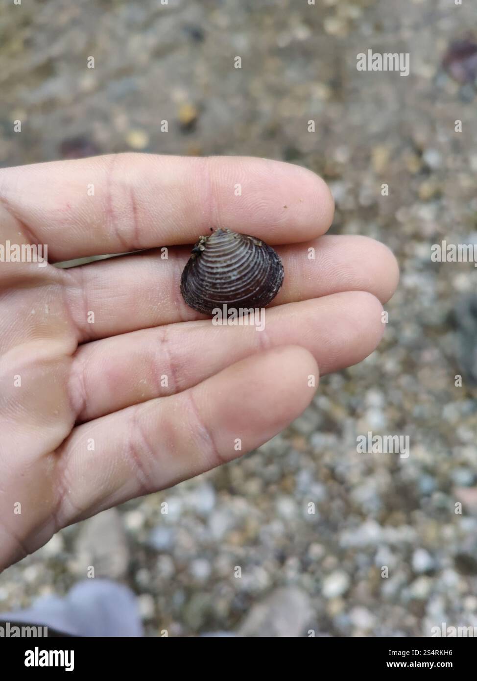 Asian Clam (Corbicula fluminea Stock Photo - Alamy