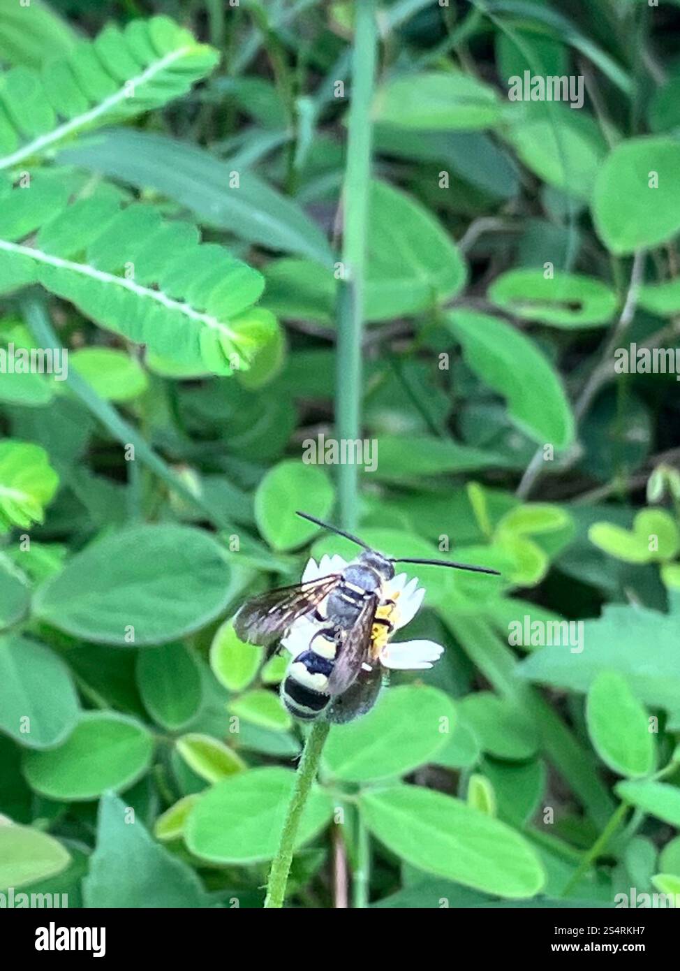 Caribbean scoliid wasp (Dielis dorsata Stock Photo - Alamy