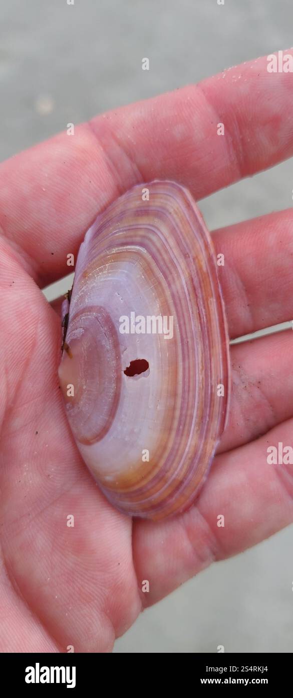 Convex Pink Sunset Clam (Gari convexa Stock Photo - Alamy