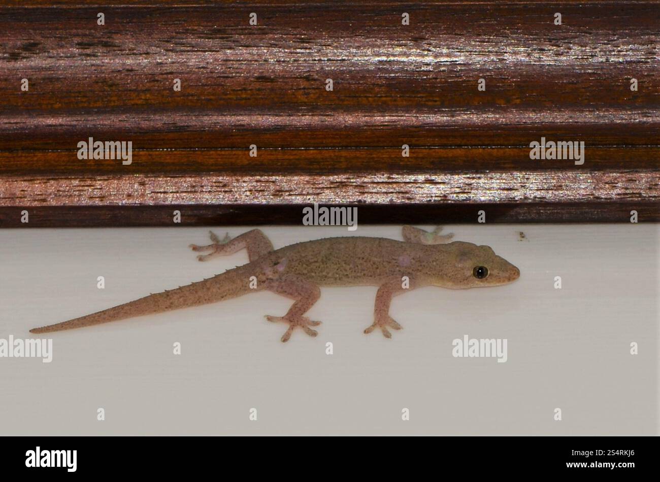 Asian House Gecko (Hemidactylus frenatus Stock Photo - Alamy