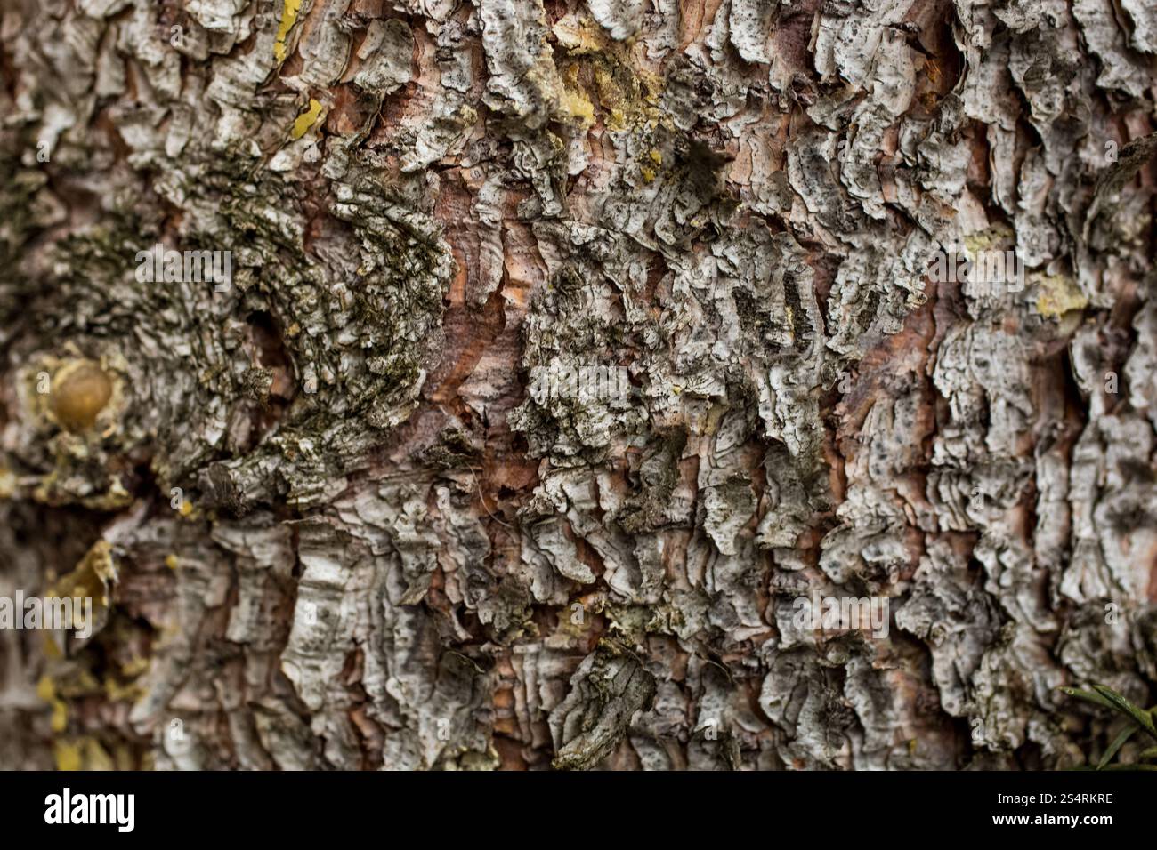 Closeup texture of pine tree bark Stock Photo - Alamy