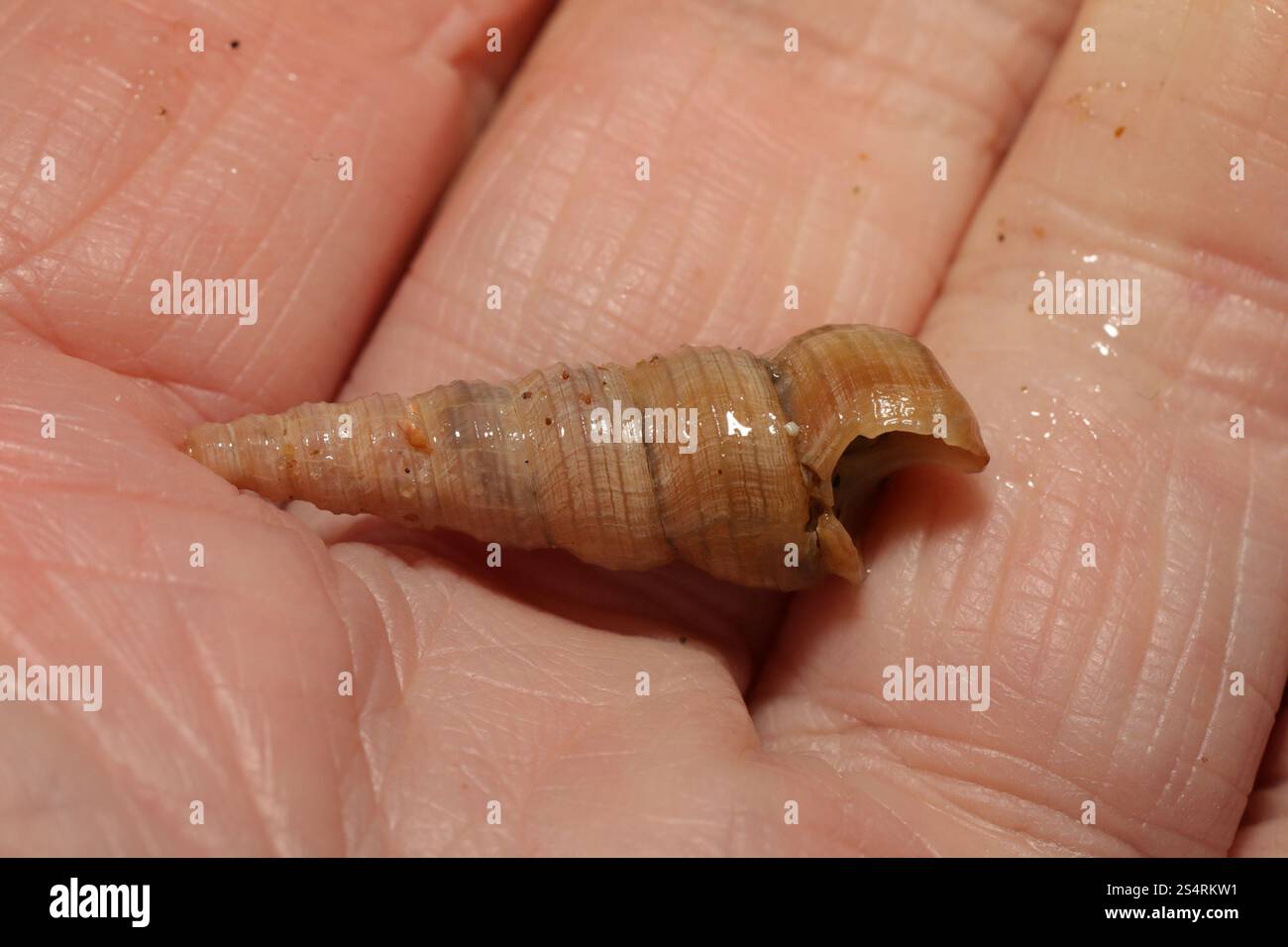 Common Tower Shell (Turritellinella tricarinata Stock Photo - Alamy