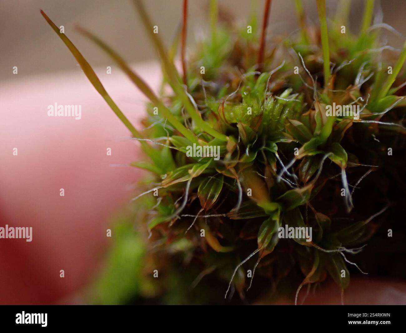 Star Moss (Syntrichia ruralis Stock Photo - Alamy