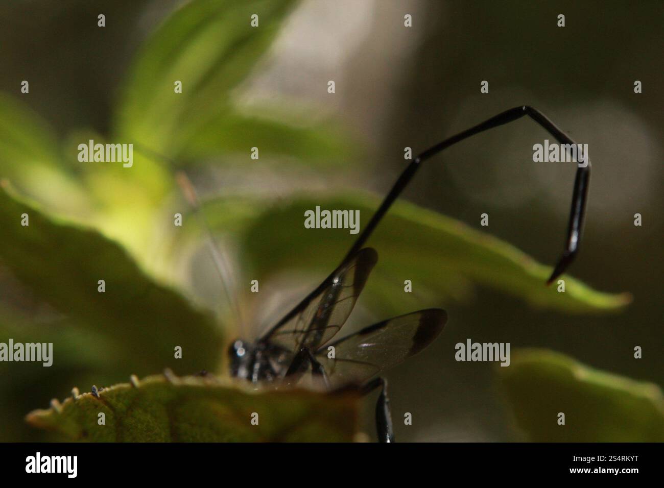 American Pelecinid Wasp (Pelecinus polyturator Stock Photo - Alamy