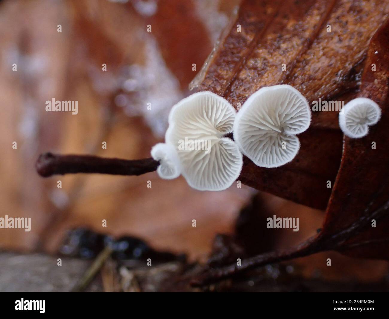 Variable Oysterling (Crepidotus variabilis Stock Photo - Alamy