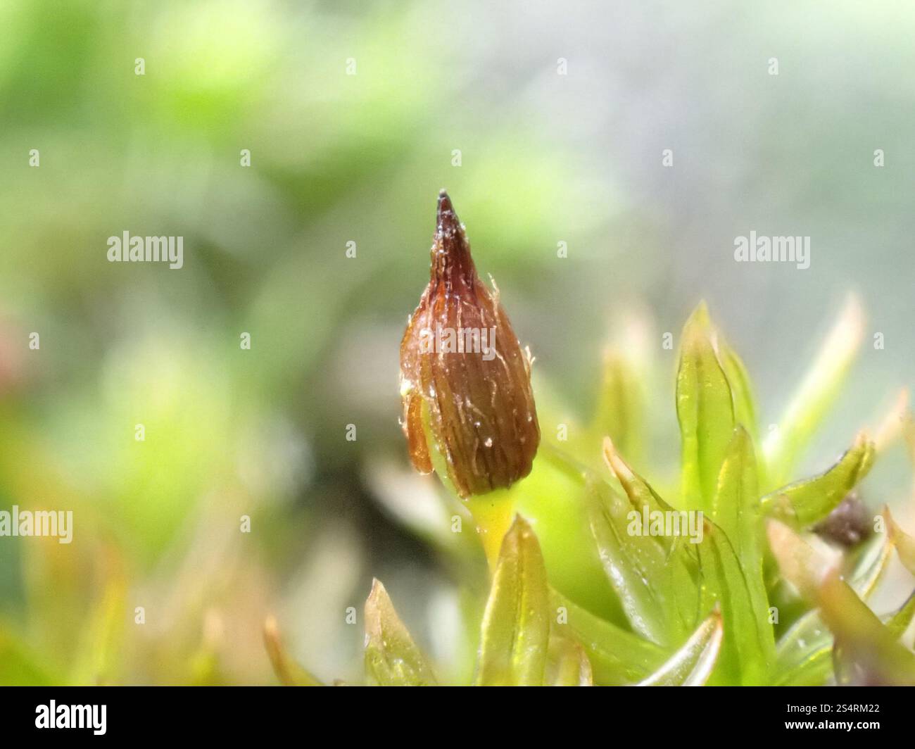Anomalous Bristle-moss (Orthotrichum anomalum Stock Photo - Alamy