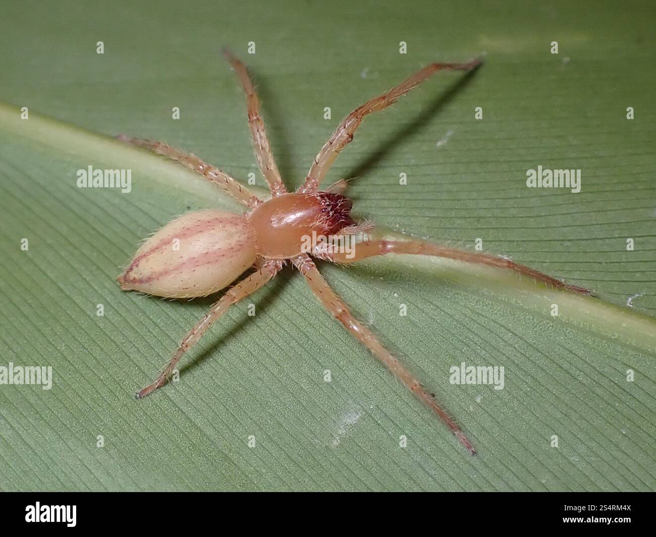 Long-legged Sac Spiders (Cheiracanthiidae Stock Photo - Alamy