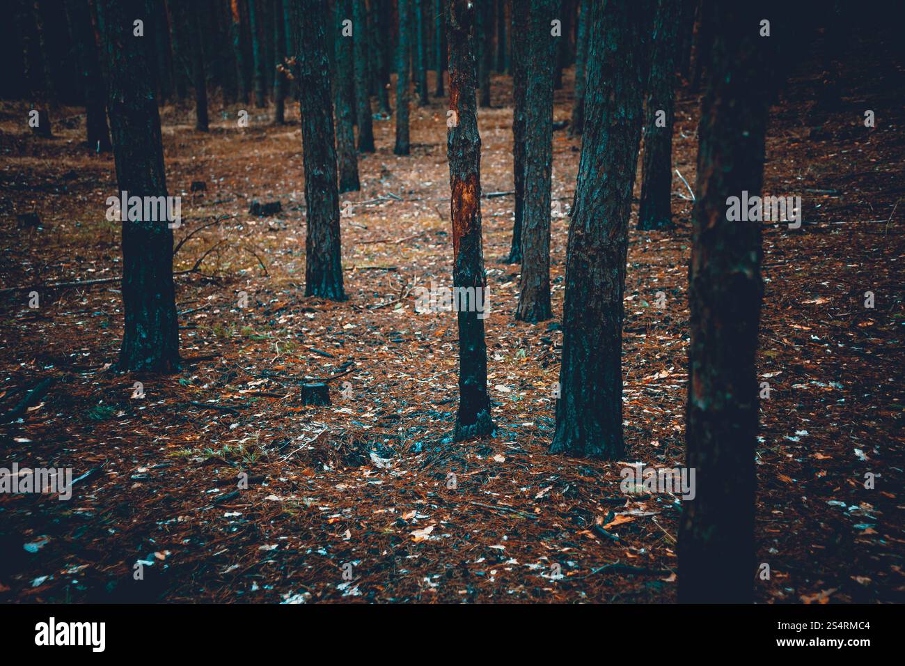 Toned photo of scary dark forest with burnt tree trunks Stock Photo - Alamy