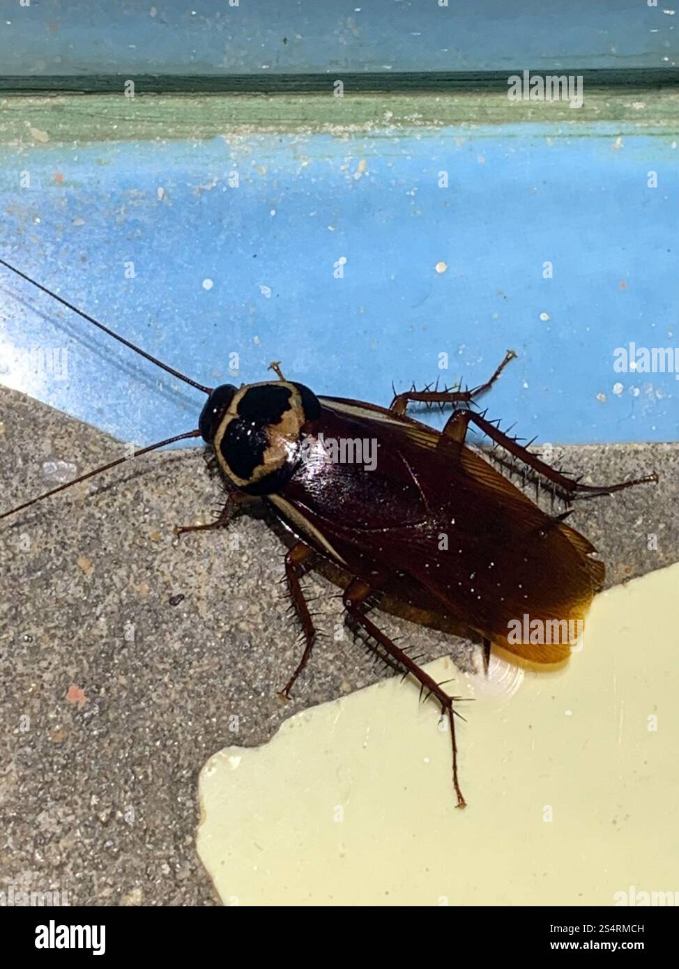 Australian Cockroach (Periplaneta australasiae Stock Photo - Alamy