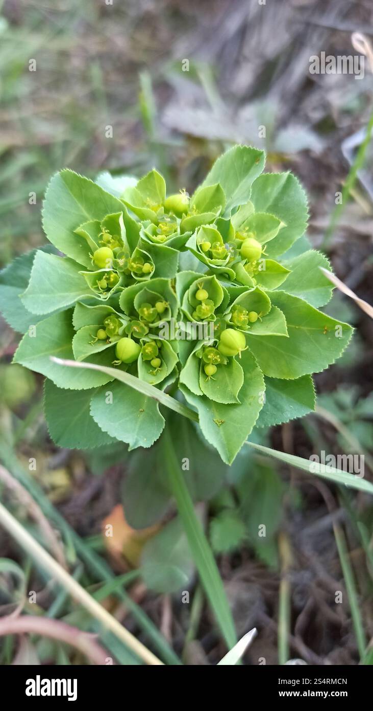 Sun spurge (Euphorbia helioscopia Stock Photo - Alamy
